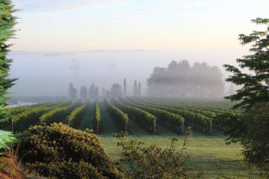 Cherry Tree Hill Wines - sutton forest The Holidays Collection