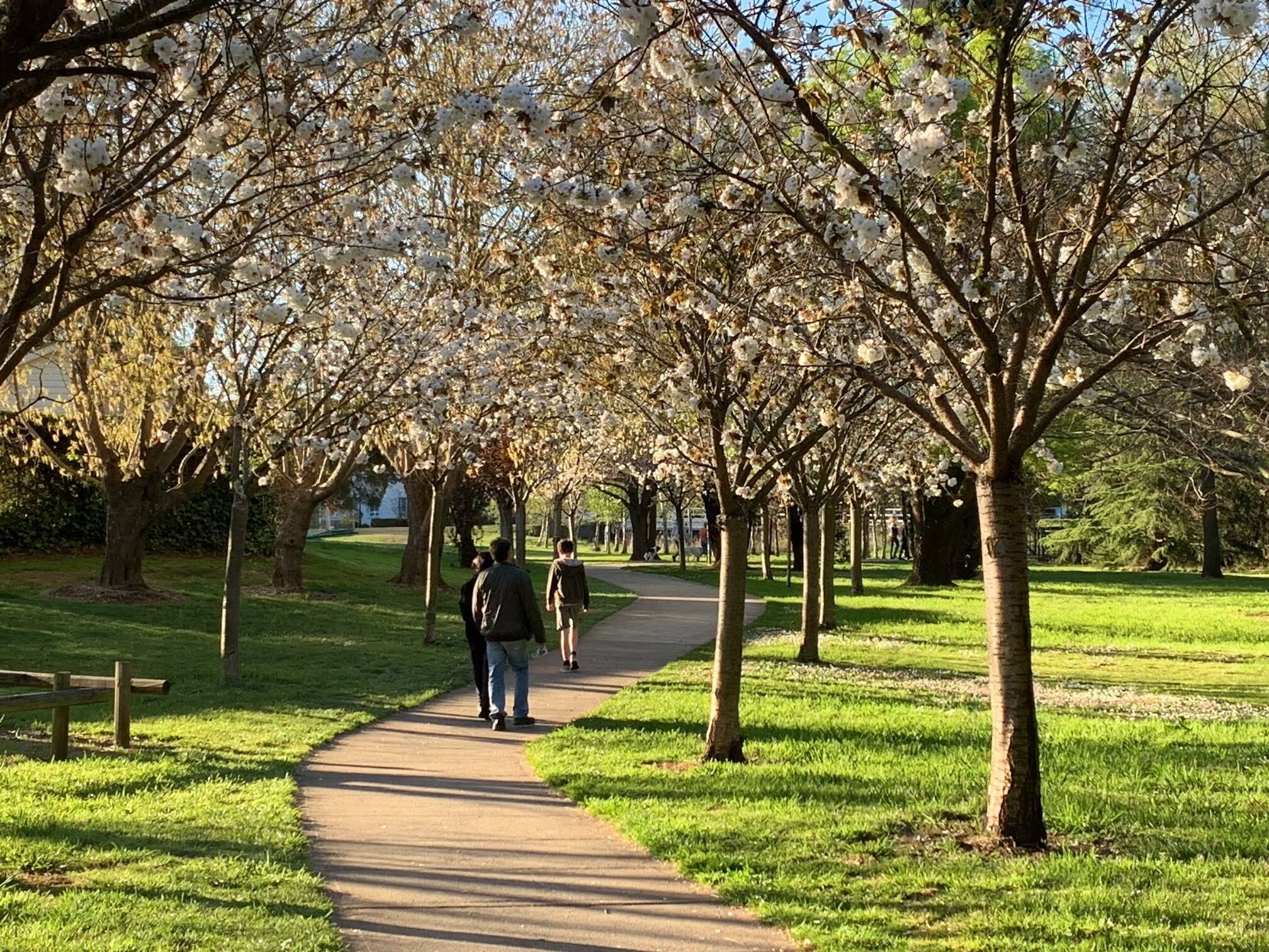 Cherry Tree Walk - Southern Highlands